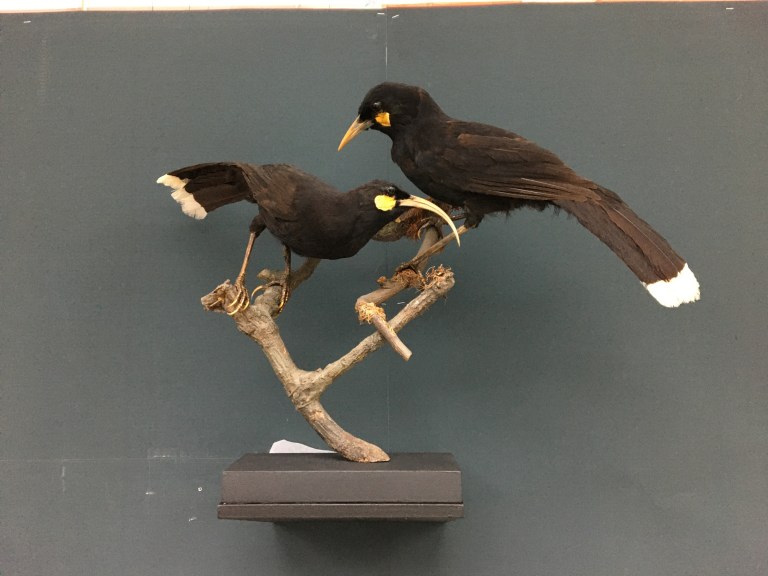 A pair of huia birds – The Horniman Museum & Gardens – Ploy Radford